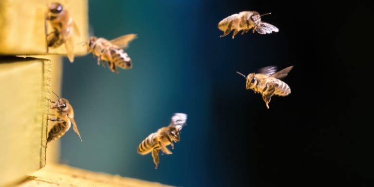 3 Essential Steps in Successful Bee Removal | BeeMan Stan Bee Removal
